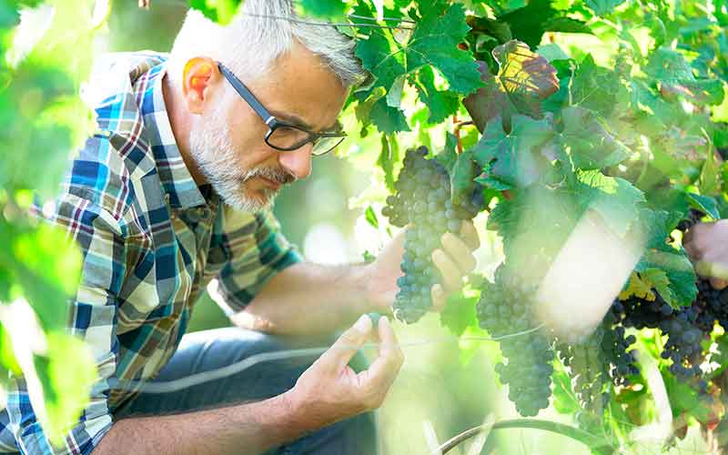 Terra Vitis : un label qui va plus loin • Vinseo